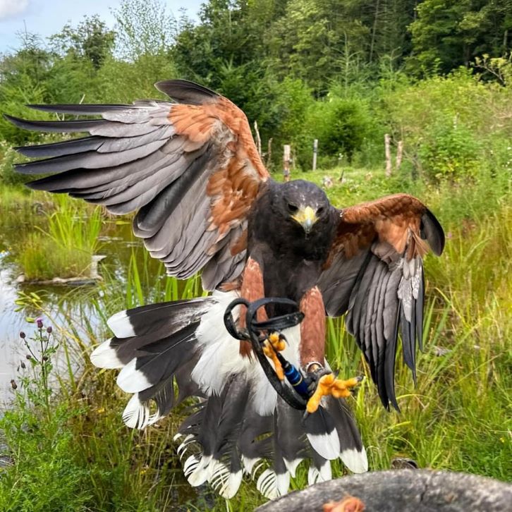 Immerse Yourself in Scotland’s Nature this Year – VisitScotland Travel ...